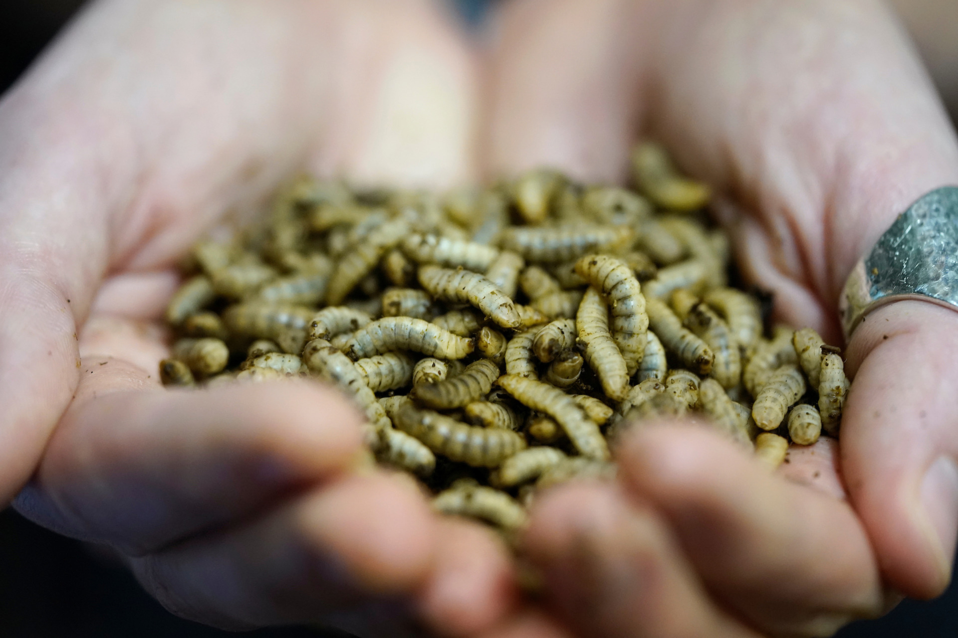 20210907_ENTO_Flies_Lab_LM - AgriLife Today