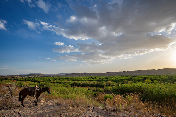 AgriLife Extension offers new online rangeland ecology course ...